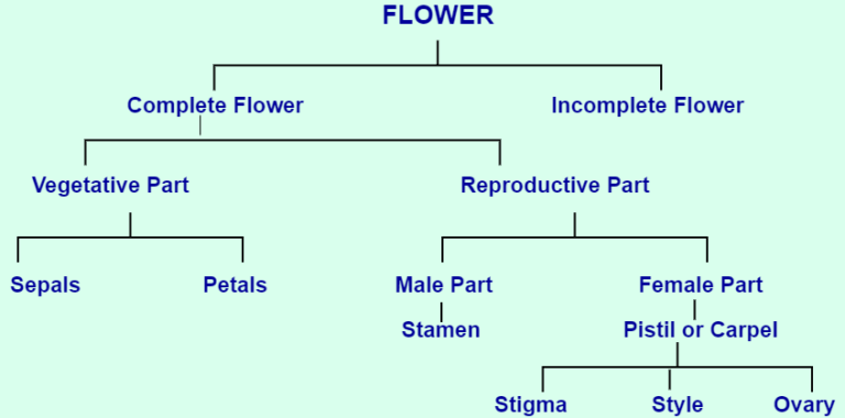 Part of a Flower - Fun Facts About Flowers