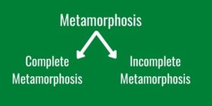 Animal Life Cycles, Types of Metamorphosis,