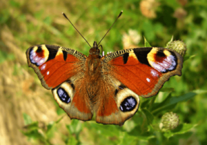 Life Cycle of a Butterfly-4 Stages of a Butterfly Life Cycle