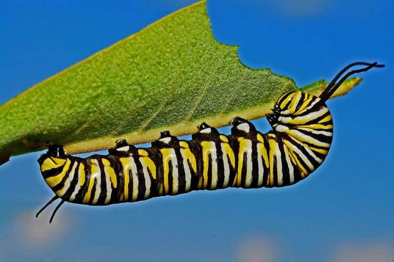 Life Cycle of a Butterfly-4 Stages of a Butterfly Life Cycle