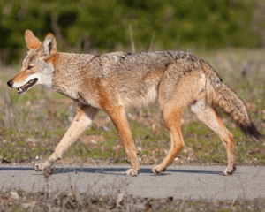 Animal Adaptations Complete Guide: Types of Animal Adaptation with Examples