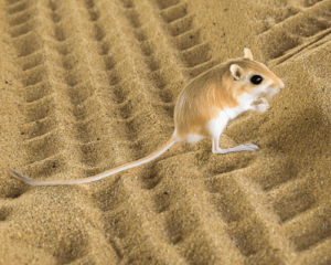 Animal Adaptations Complete Guide: Types of Animal Adaptation with Examples