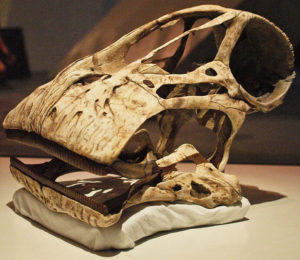 What Dinosaur Has 500 Teeth, 11 TOP Nigersaurus Facts With Images