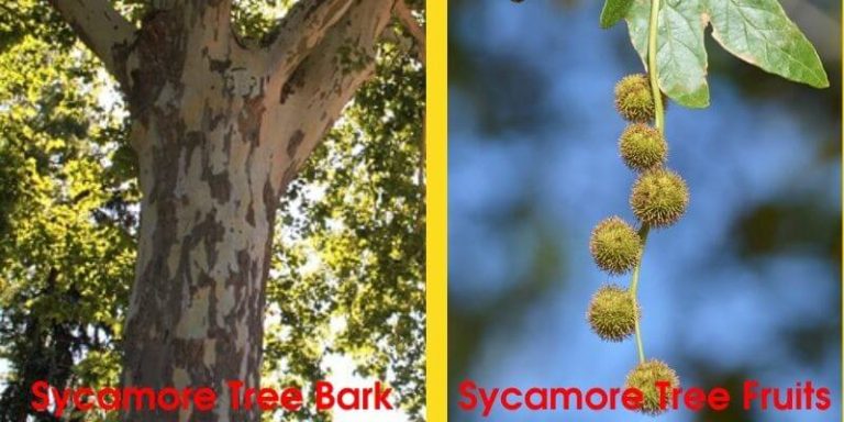 15 Amazing Facts About Sycamore Tree, Sycamore Tree Care