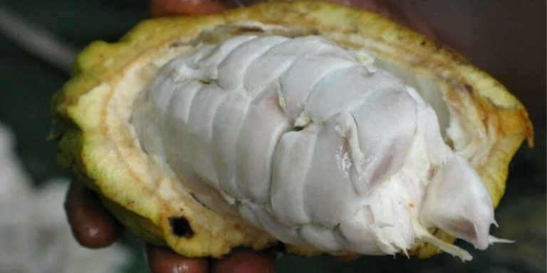 20 Amazing Cocoa Beans Facts, 20 Healthiest Chocolate Bars You Can Eat