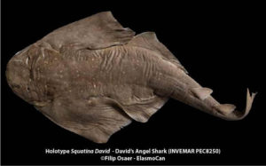 15 Amazing Angel Shark Facts , Angel Shark Species