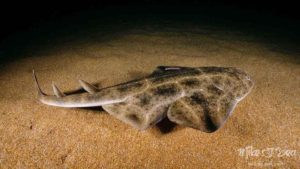 15 Amazing Angel Shark Facts , Angel Shark Species