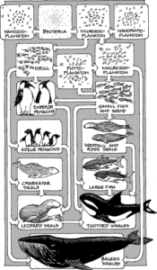 Incredible 18 Facts About Arctic Ocean - You Must Know