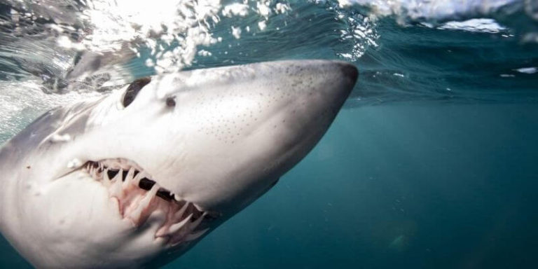 10 MOST Popular TYPES of SHARKS Among 500 Species of Sharks