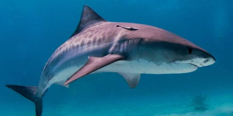 10 MOST Popular TYPES of SHARKS Among 500 Species of Sharks