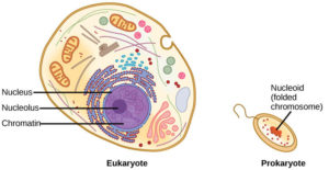 6 Kingdoms of Life for Kids, Classification & Fun Science Facts