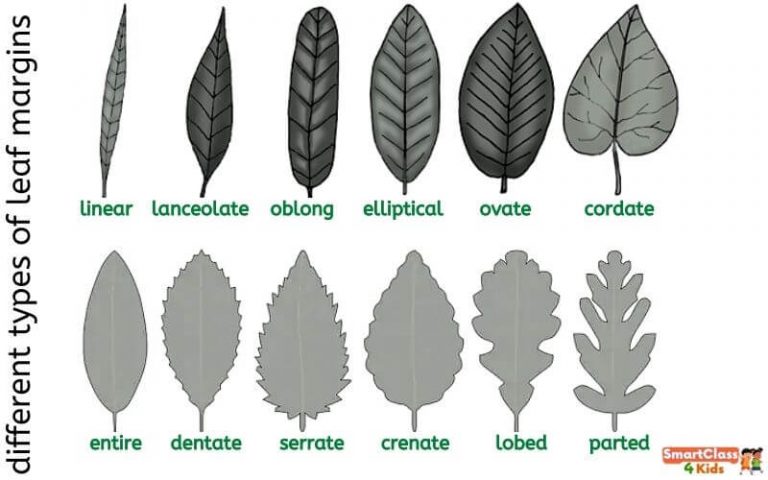 Explained! Parts of a Leaf, Types of Leaves, Functions of Leaves, Leaf ...