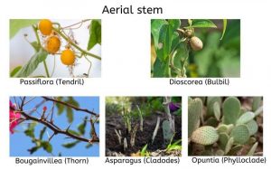 Explained! Plant Stem: Parts of a Stem, Types & Functions of Stem