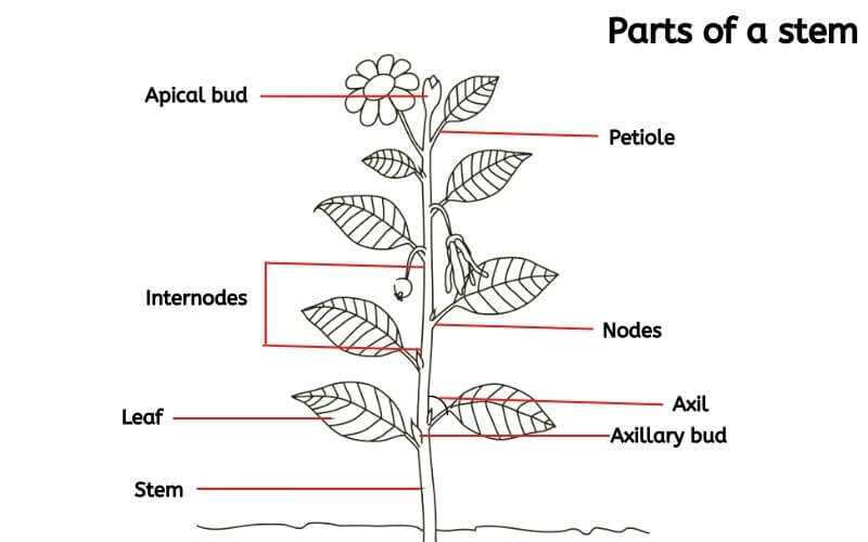 Explained Plant Stem Parts Of A Stem Types Functions Of Stem