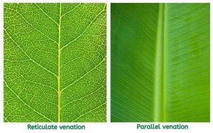 Explained! Parts of a Leaf, Types of Leaves, Functions of Leaves, Leaf ...