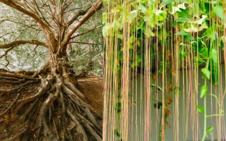 Explained! 3 Types of Roots, Functions of Roots, TapRoot, Fibrous ...