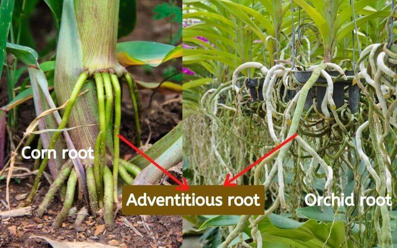Explained 3 Types Of Roots Functions Of Roots TapRoot Fibrous
