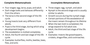 Explained! Types of Metamorphosis, Stages and Examples