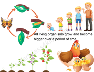 Explained: What are the 8 Characteristics of Living Organisms