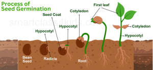 What are the Steps of Seed Germination, Seed Dormancy, Seed Structure