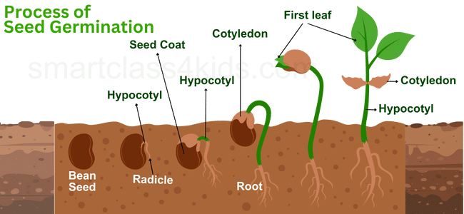 Seeds Germination Process Infoupdate