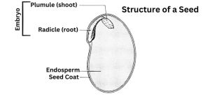 What are the Steps of Seed Germination, Seed Dormancy, Seed Structure