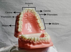 Human Teeth, 4 Types of Human Teeth for Kids